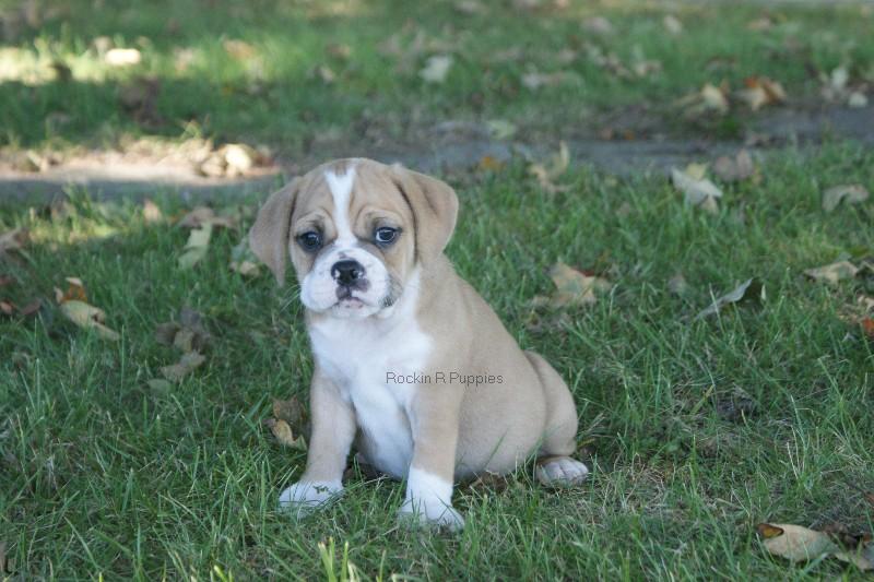 Wrigley Puggle Bull Rockin R Puppies