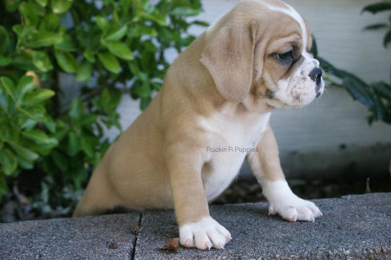 Wrigley Puggle Bull Rockin R Puppies