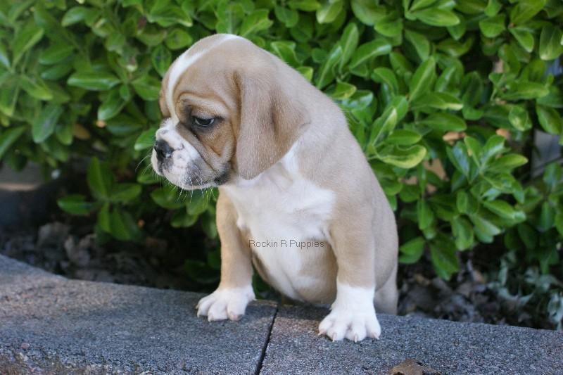Wrigley Puggle Bull Rockin R Puppies