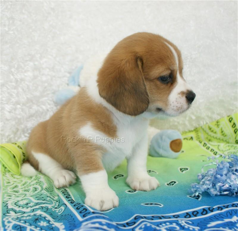 Charlie Peagle Rockin R Puppies