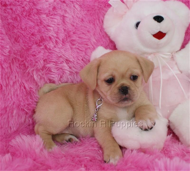 Jasmine Peagle Rockin R Puppies