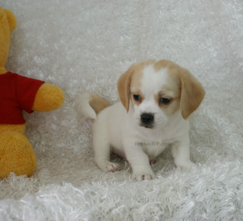 Manny Peagle Rockin R Puppies