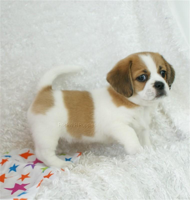 Miley Peagle Rockin R Puppies