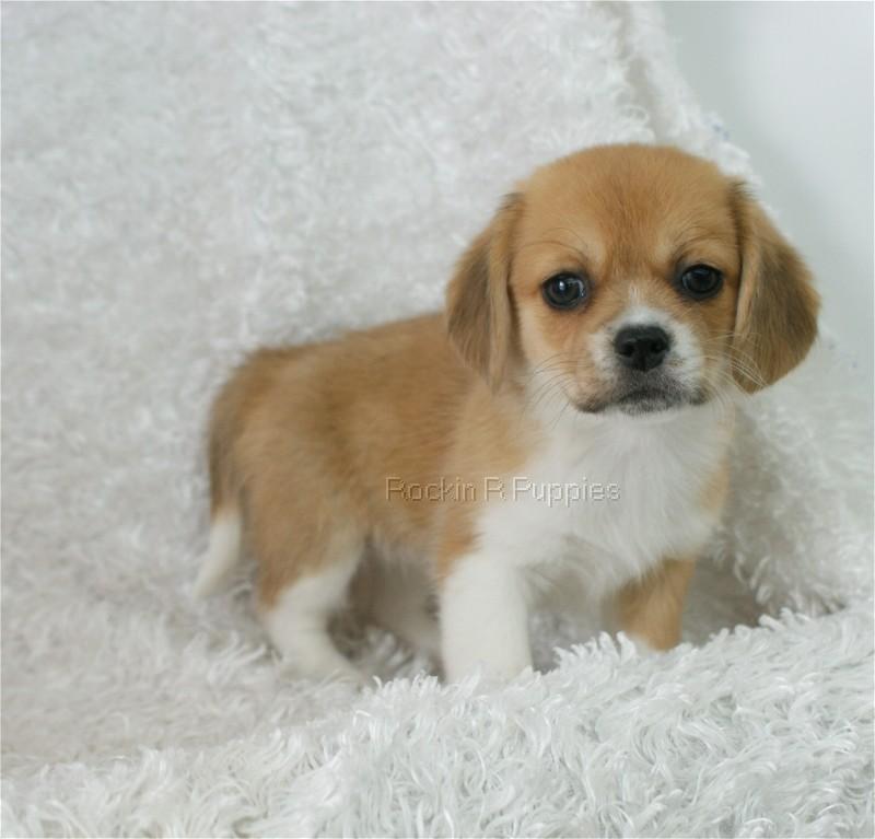 Rosie Peagle Rockin R Puppies