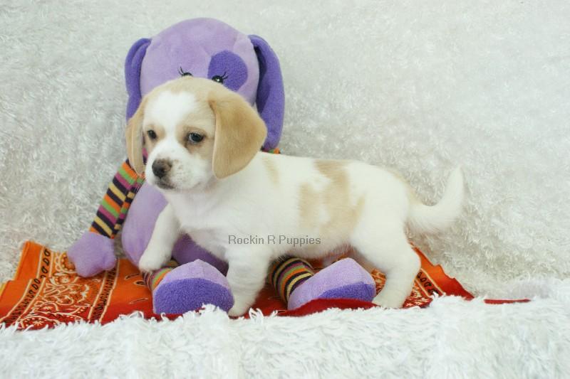 Smoochy Peagle Rockin R Puppies