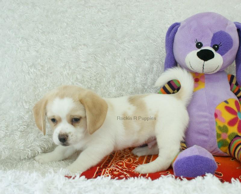 Smoochy Peagle Rockin R Puppies