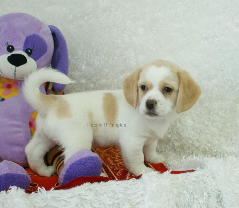Smoochy Peagle Rockin R Puppies