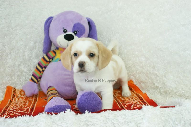 Smoochy Peagle Rockin R Puppies
