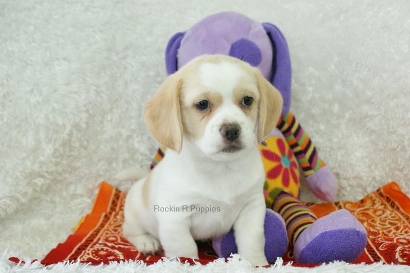 Smoochy Peagle Rockin R Puppies