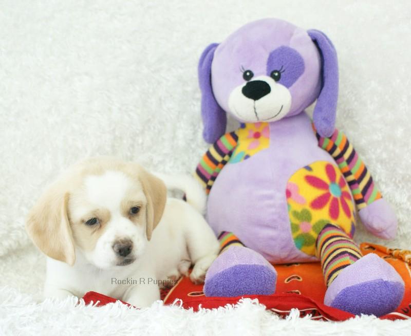 Smoochy Peagle Rockin R Puppies