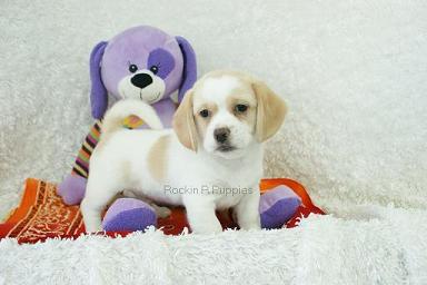 Smoochy Photo Gallery