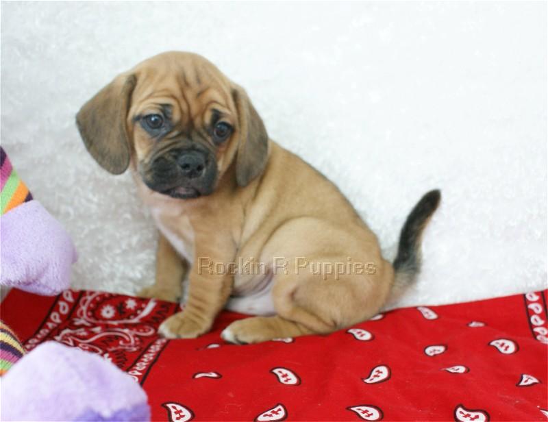 AJ Puggle: Rockin R Puppies
