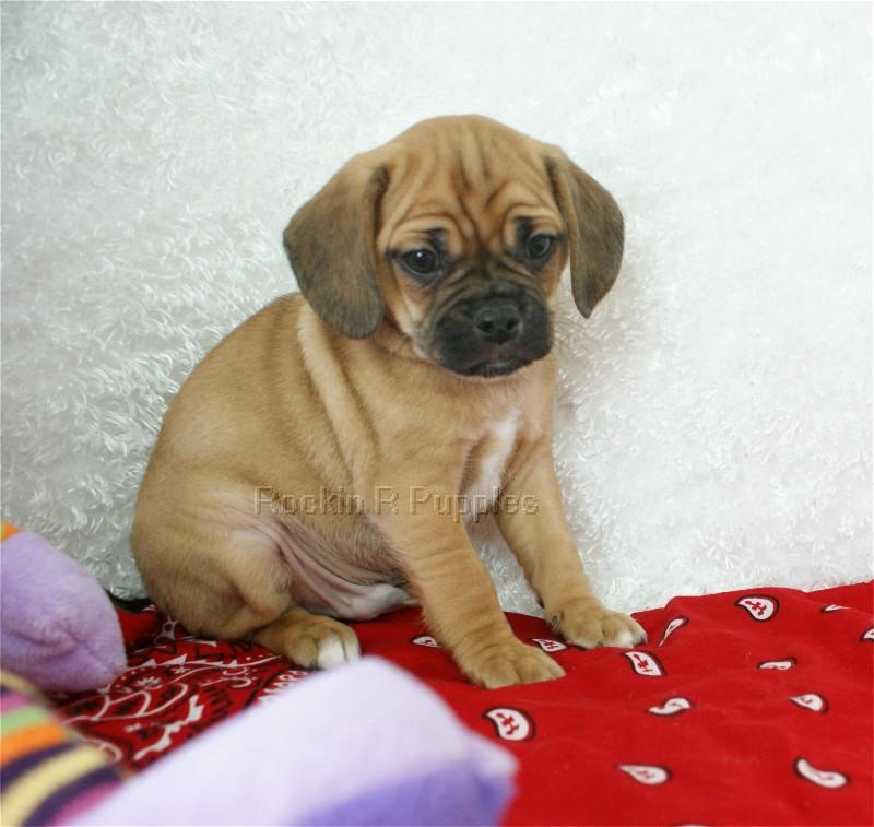 AJ Puggle: Rockin R Puppies