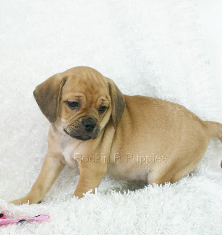 Abby Puggle: Rockin R Puppies