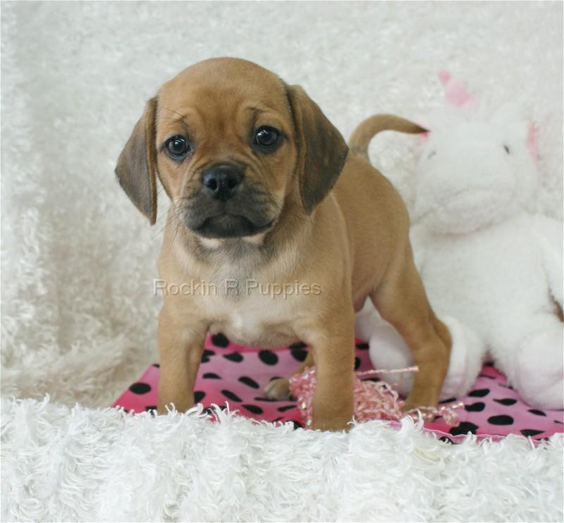 Abby Puggle: Rockin R Puppies