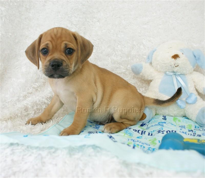 Abel Puggle: Rockin R Puppies