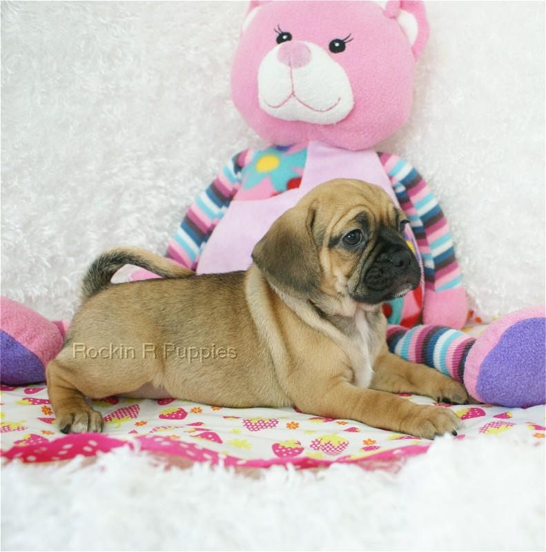 Acadia Puggle: Rockin R Puppies