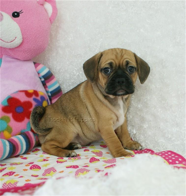 Acadia Puggle: Rockin R Puppies