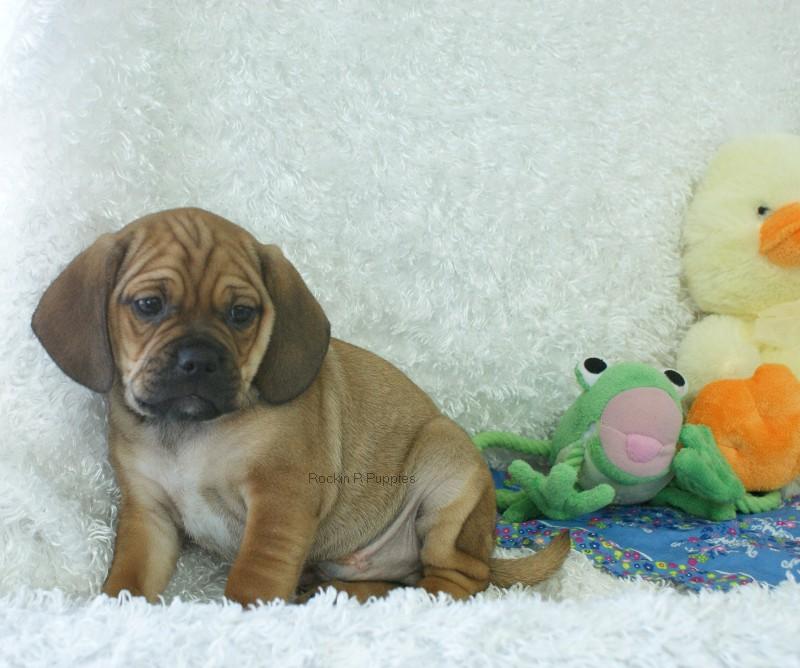 Ackley Puggle: Rockin R Puppies