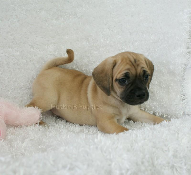 Alana Puggle: Rockin R Puppies