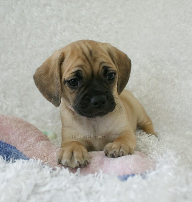 Alana Puggle: Rockin R Puppies