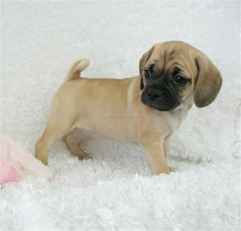 Alana Puggle: Rockin R Puppies