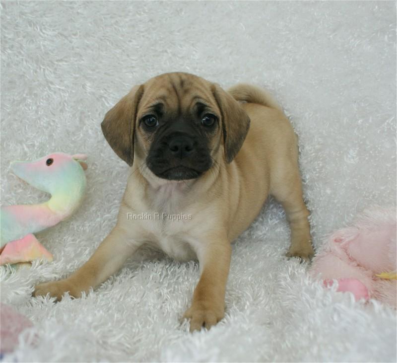 Alana Puggle: Rockin R Puppies