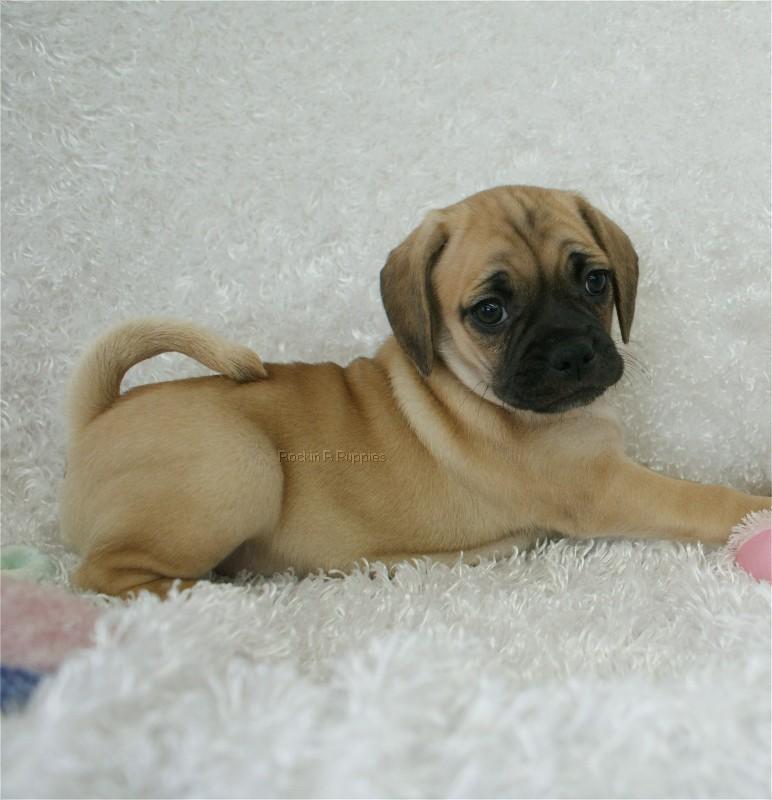 Alana Puggle: Rockin R Puppies