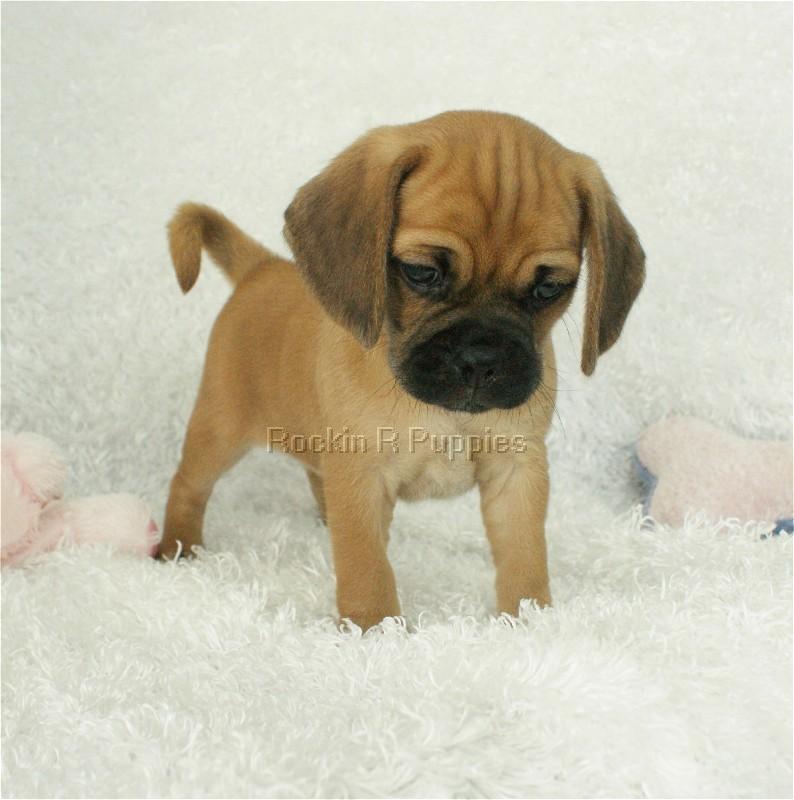 Ally Puggle: Rockin R Puppies