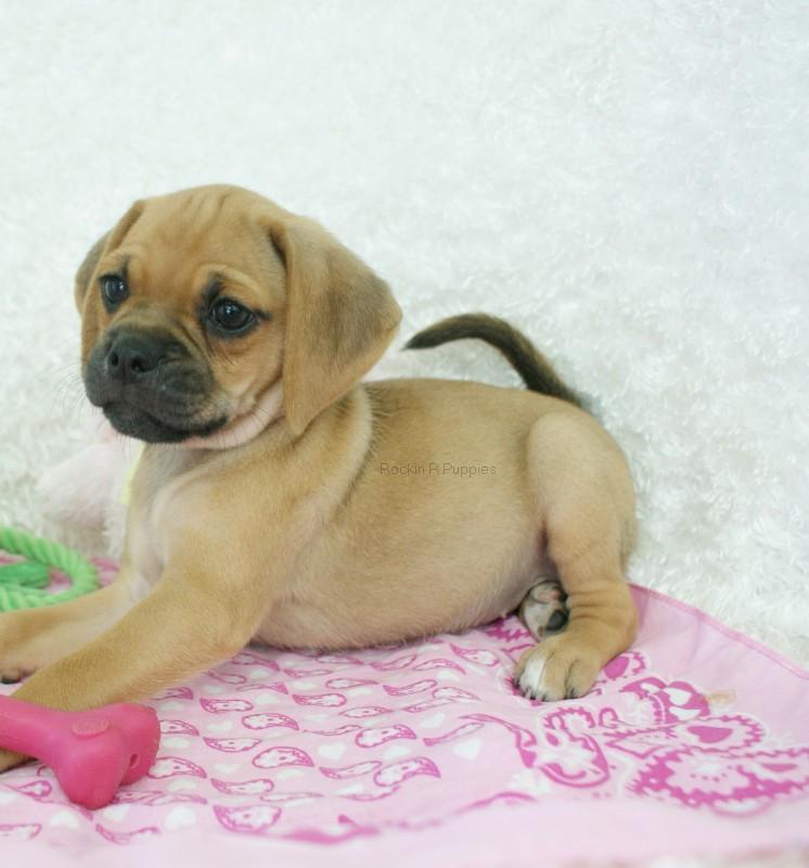 Amelia Puggle: Rockin R Puppies
