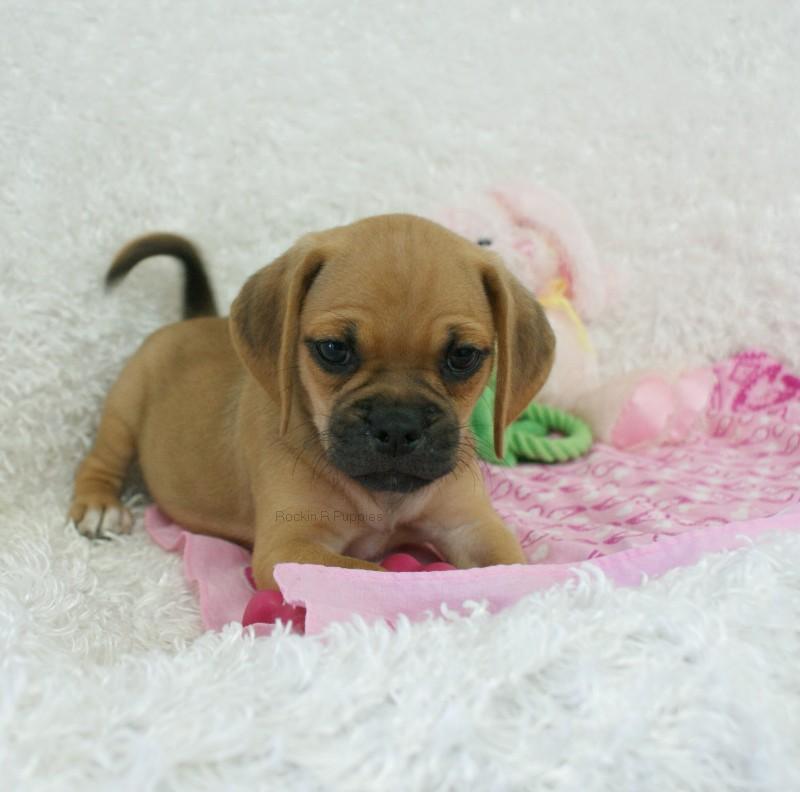 Amelia Puggle: Rockin R Puppies