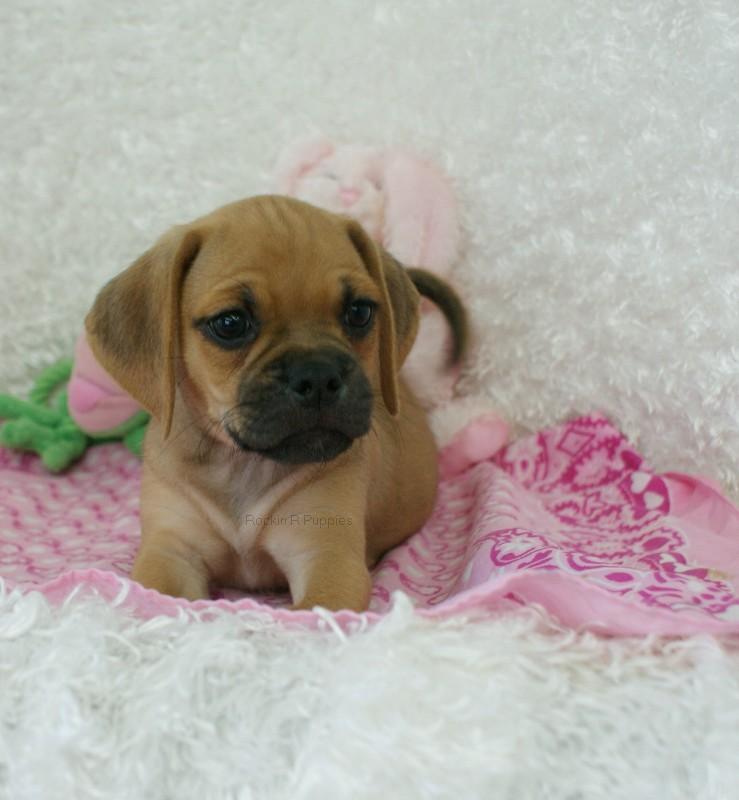 Amelia Puggle: Rockin R Puppies