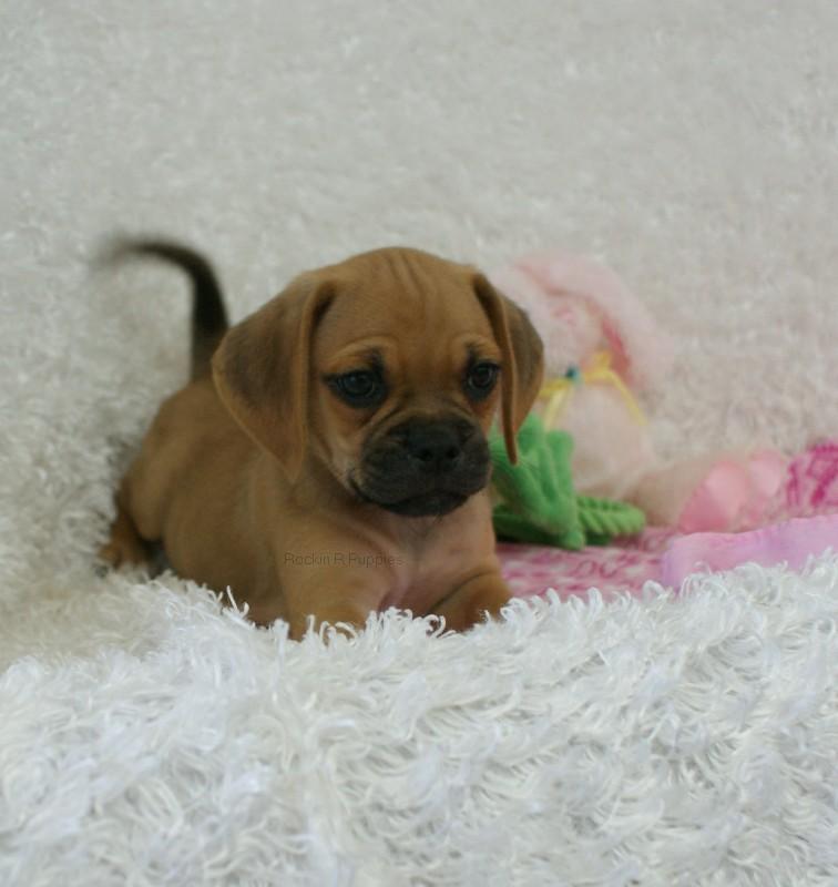 Amelia Puggle: Rockin R Puppies