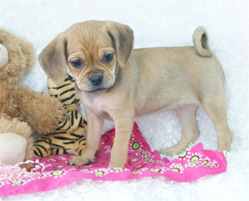 Angel Puggle: Rockin R Puppies