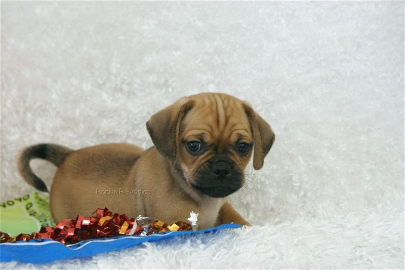 Angus Puggle: Rockin R Puppies