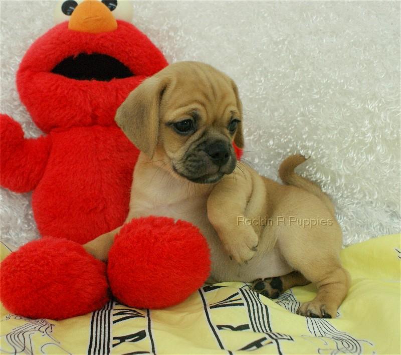 Austin Puggle: Rockin R Puppies