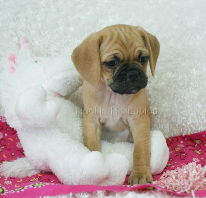 Baby Puggle: Rockin R Puppies