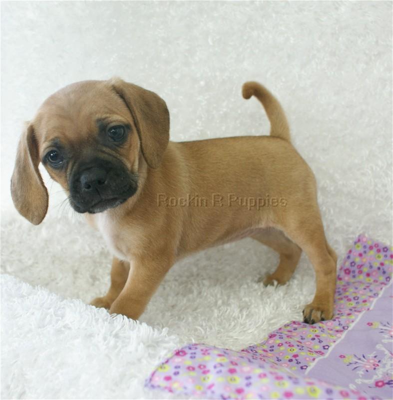 Baylee Puggle: Rockin R Puppies