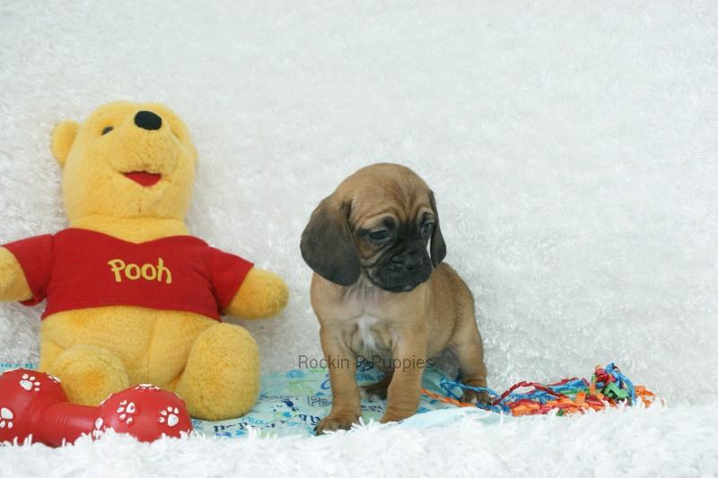 Bear Puggle: Rockin R Puppies