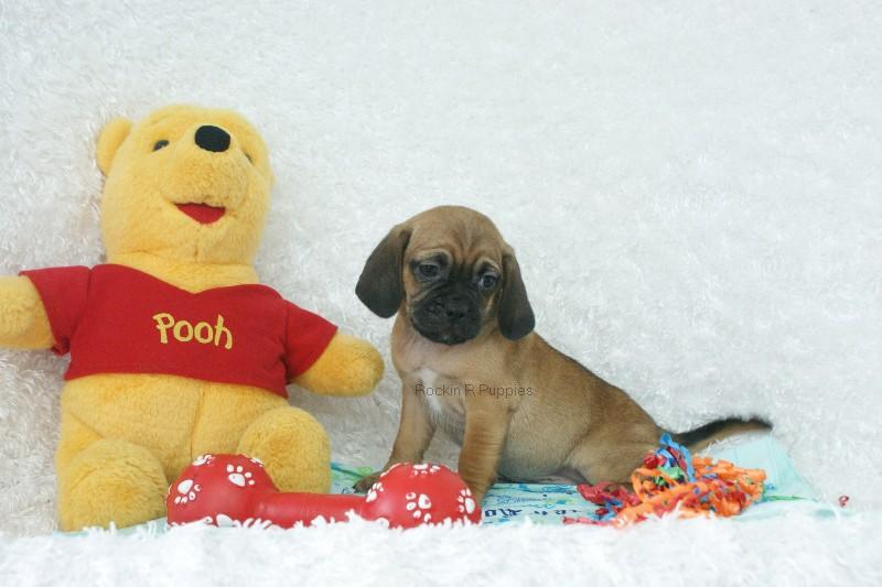 Bear Puggle: Rockin R Puppies