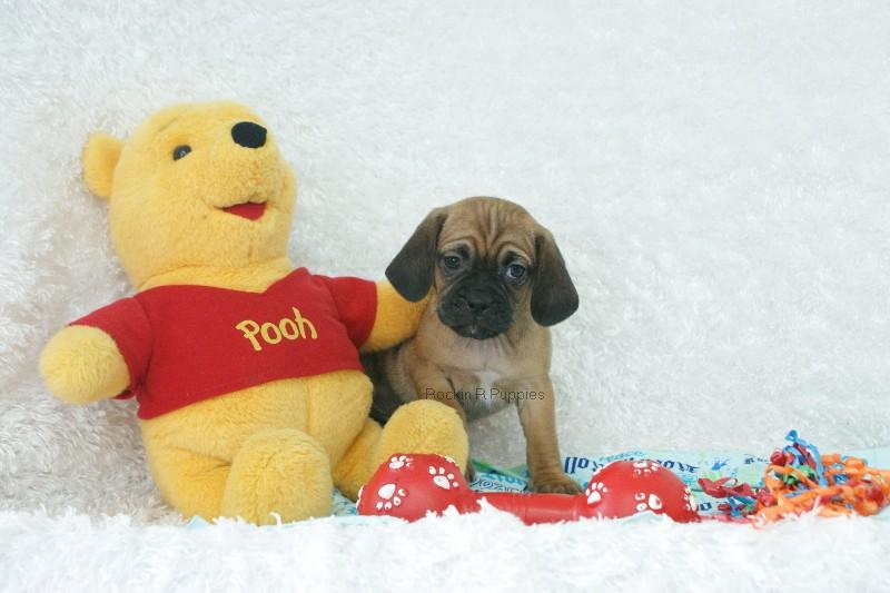 Bear Puggle: Rockin R Puppies