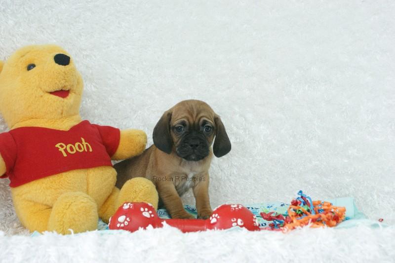 Bear Puggle: Rockin R Puppies