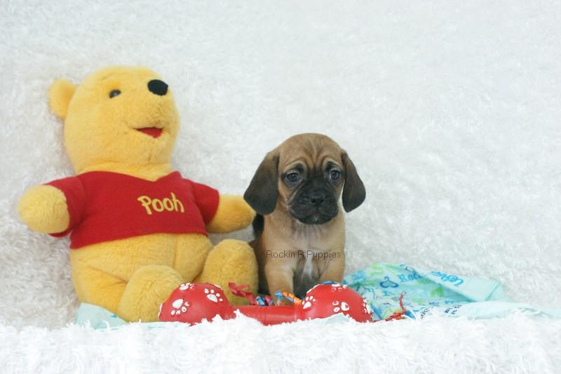 Bear Puggle: Rockin R Puppies