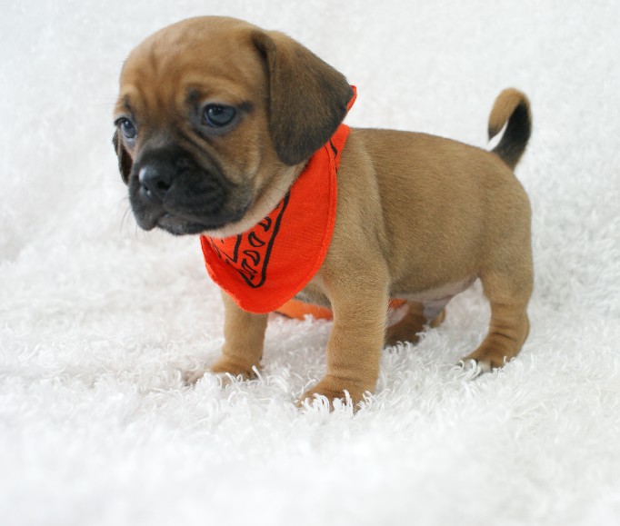 Beau Puggle: Rockin R Puppies