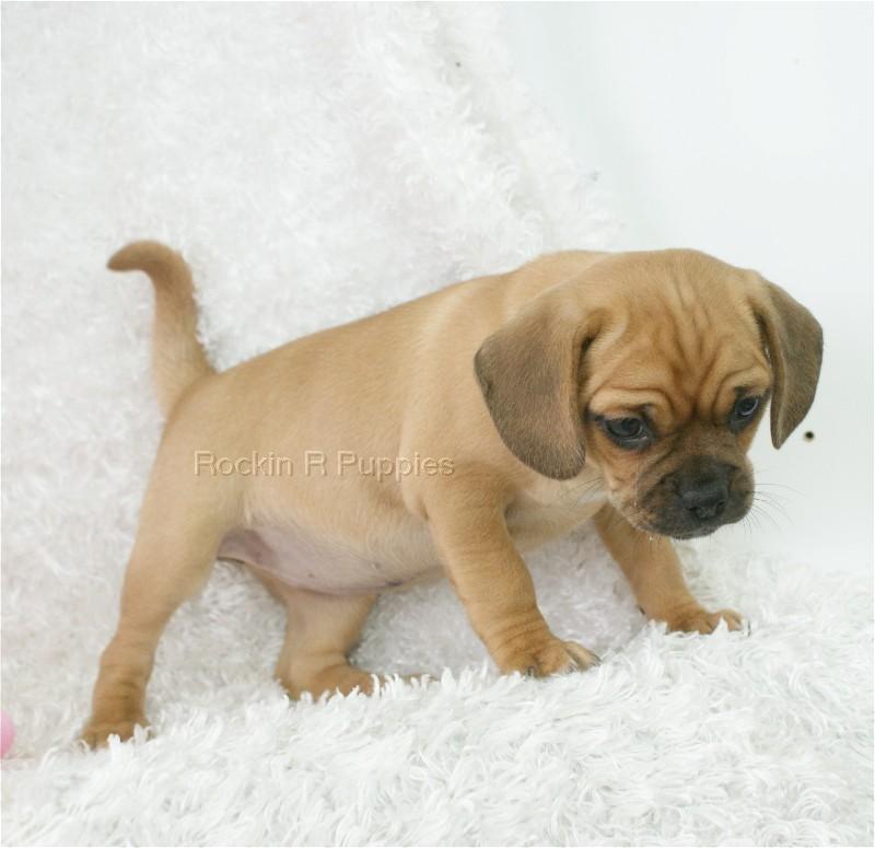 Bethany Puggle: Rockin R Puppies