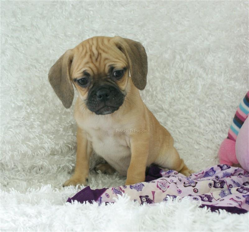 Puggle: Rockin R Puppies