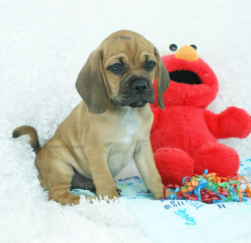 Blue Puggle: Rockin R Puppies