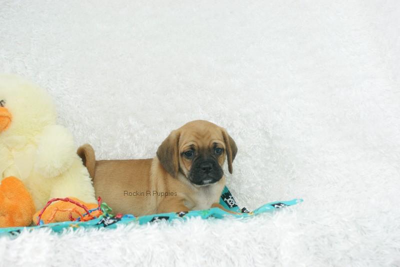 Boone Puggle: Rockin R Puppies