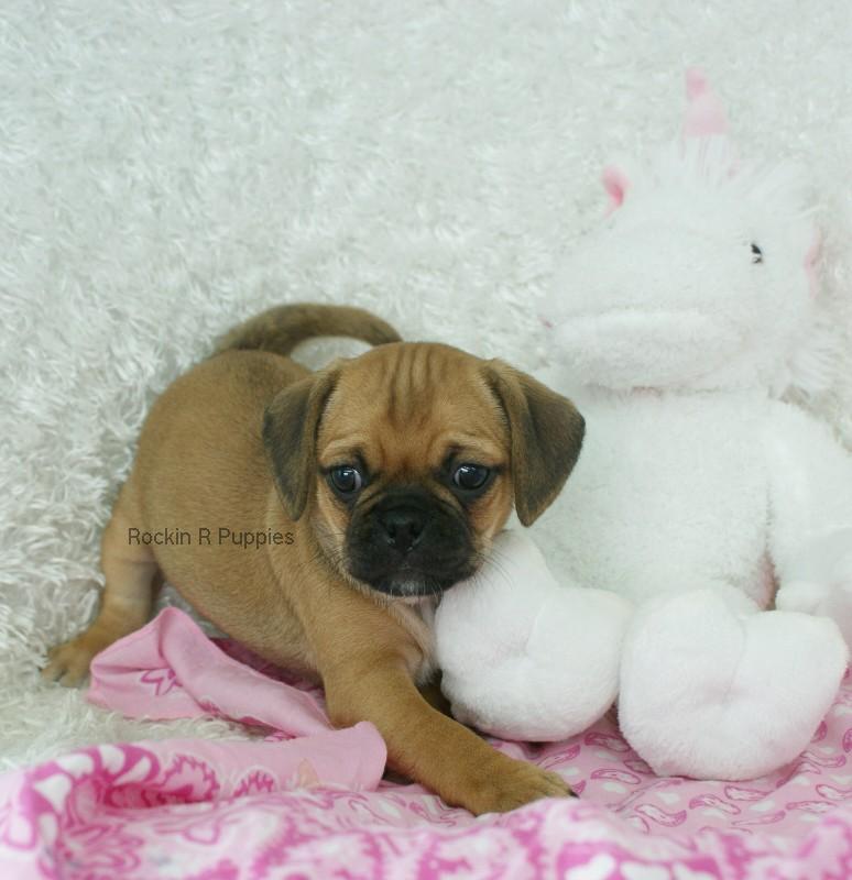 Bubbles Puggle: Rockin R Puppies