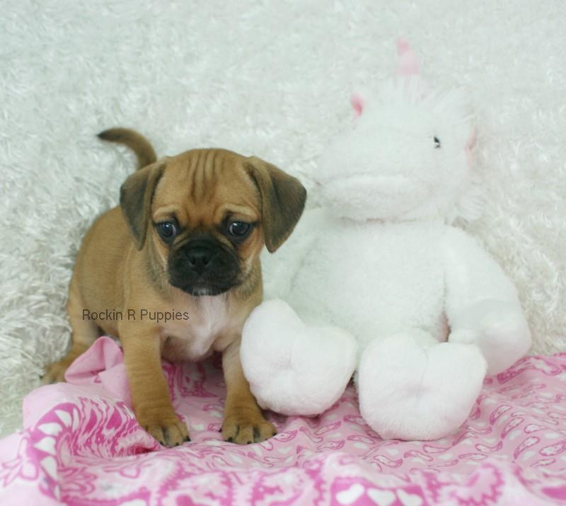 Bubbles Puggle: Rockin R Puppies